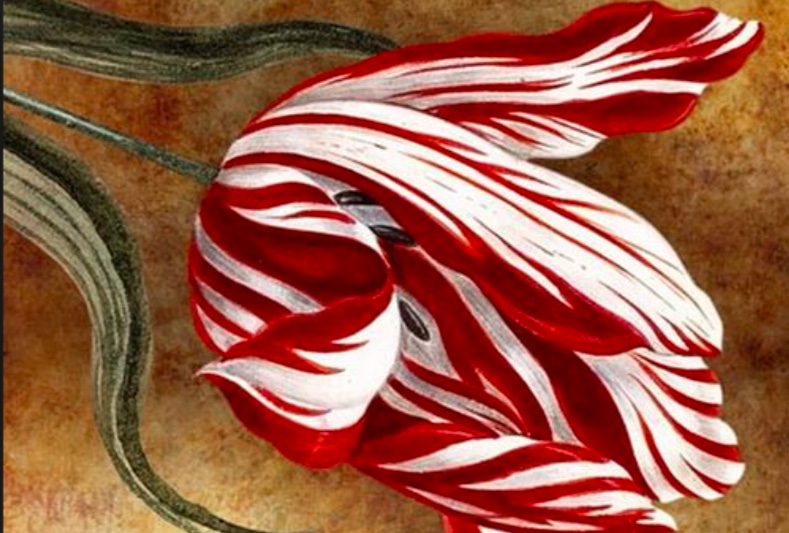 This weekend its all about Tulips – the Insomniac Gardener